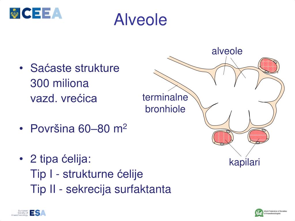 PPT - Kurs 1 : Respiratorni sistem i anestezija Fiziologija ventilacije ...
