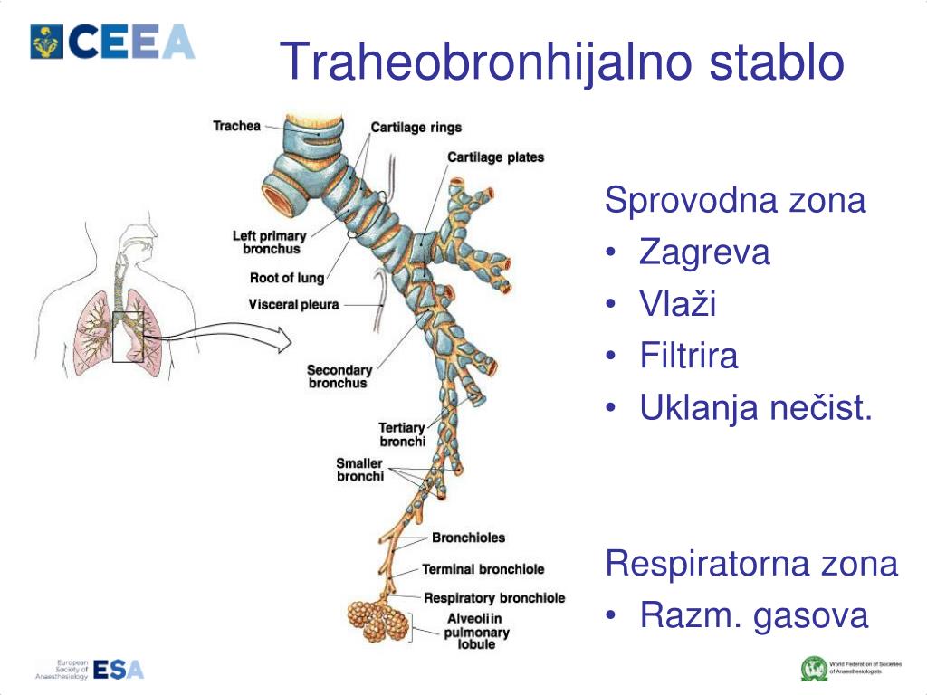 PPT - Kurs 1 : Respiratorni sistem i anestezija Fiziologija ventilacije ...