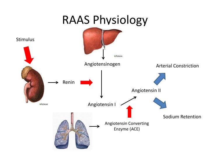 PPT - Aldosteronism PowerPoint Presentation - ID:4760704
