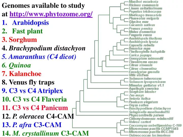 PPT - Genomes available to study at phytozome/ Arabidopsis Fast plant 3 ...