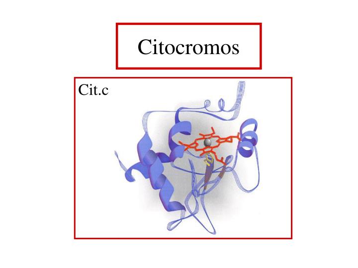 PPT - COFACTORES PowerPoint Presentation - ID:4761044