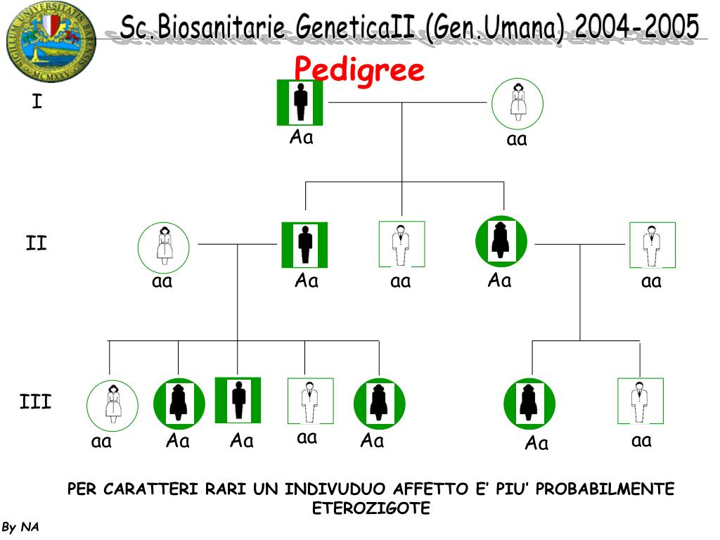 PPT - MUTAZIONI NEI GENI STRUTTURALI I: il connettivo PowerPoint ...