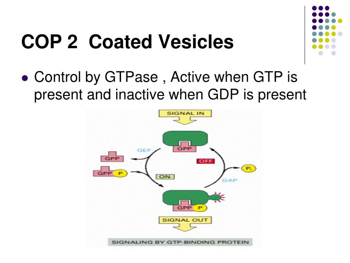 PPT - Intracellular Vesicular Transport PowerPoint Presentation - ID ...