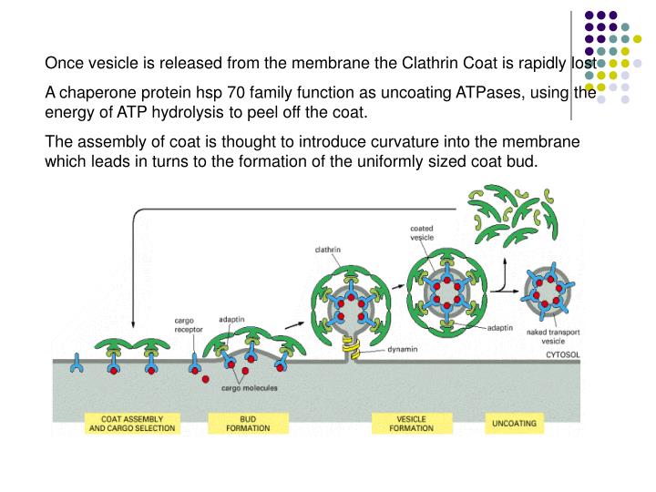 PPT - Intracellular Vesicular Transport PowerPoint Presentation - ID ...