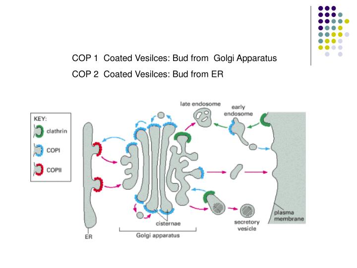 PPT - Intracellular Vesicular Transport PowerPoint Presentation - ID ...