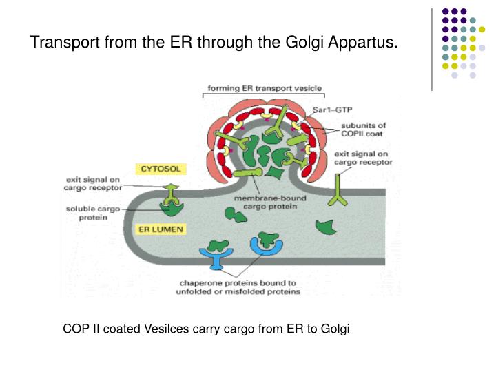 PPT - Intracellular Vesicular Transport PowerPoint Presentation - ID ...