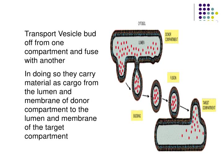 PPT - Intracellular Vesicular Transport PowerPoint Presentation - ID ...