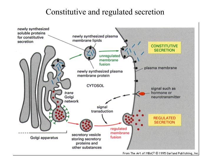 PPT - Lecture-8: Vesicular traffic (II) PowerPoint Presentation - ID ...