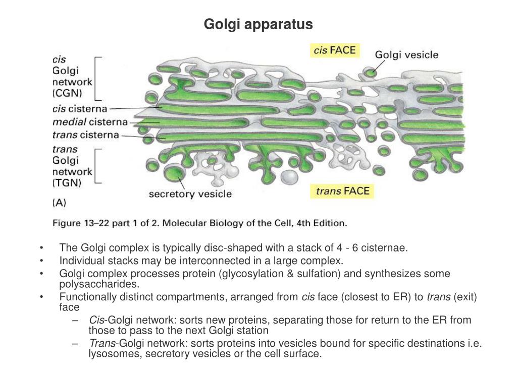 PPT - MB207 Molecular Cell Biology PowerPoint Presentation, free ...