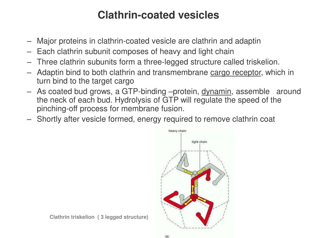 PPT - MB207 Molecular Cell Biology PowerPoint Presentation, free ...