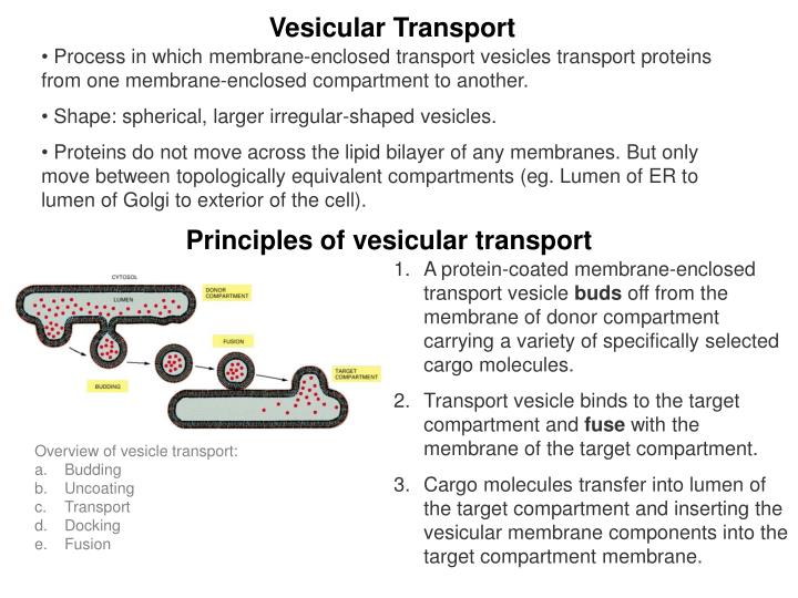 PPT - MB207 Molecular Cell Biology PowerPoint Presentation - ID:4761759