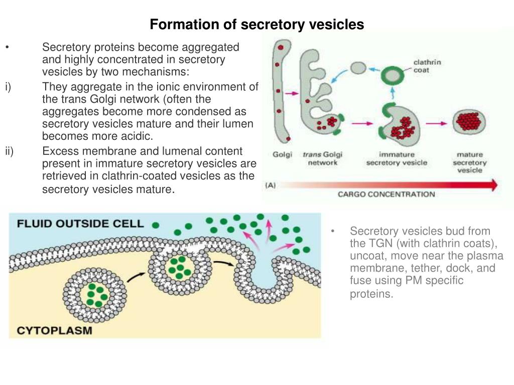 PPT - MB207 Molecular Cell Biology PowerPoint Presentation, free ...