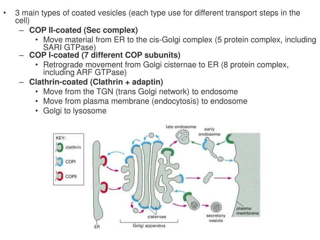 PPT - MB207 Molecular Cell Biology PowerPoint Presentation, free ...