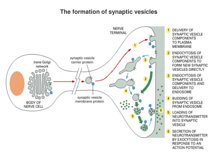 PPT - MB207 Molecular Cell Biology PowerPoint Presentation - ID:4761759