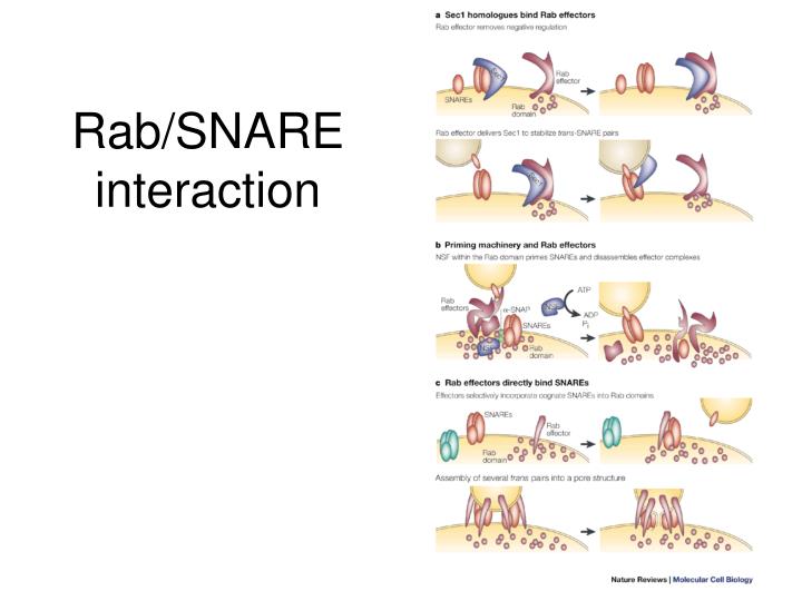 PPT - Vesicle budding-fusion Vesicle flow or Membrane flow Budding → ...