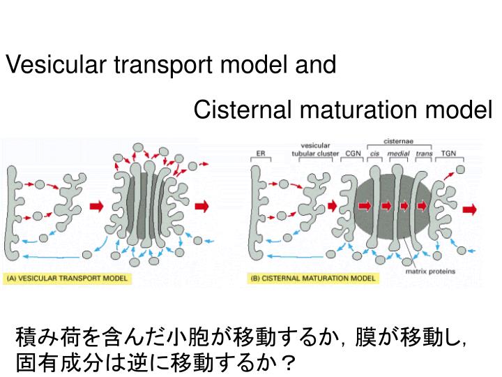 PPT - Vesicle budding-fusion Vesicle flow or Membrane flow Budding → ...