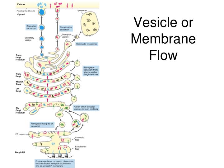 PPT - Vesicle budding-fusion Vesicle flow or Membrane flow Budding → ...