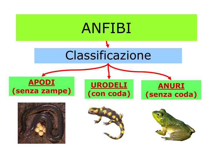 PPT - VERTEBRATI PowerPoint Presentation - ID:4761821