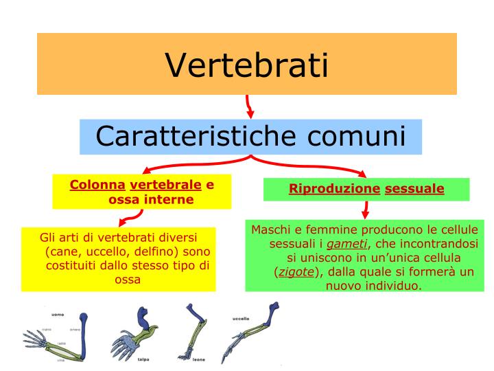 PPT - VERTEBRATI PowerPoint Presentation - ID:4761821