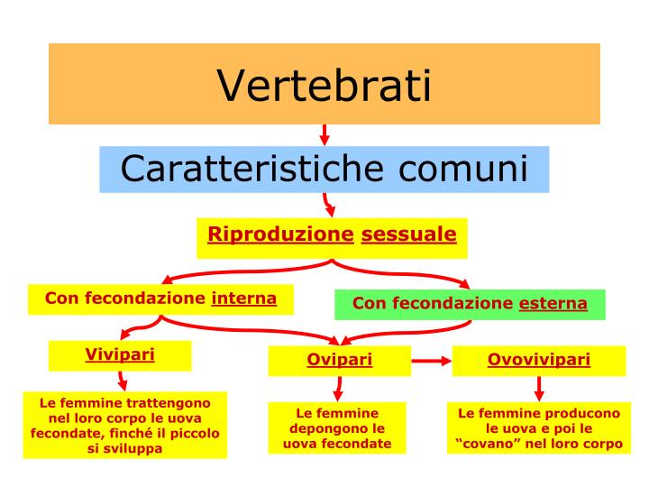 PPT - VERTEBRATI PowerPoint Presentation - ID:4761821