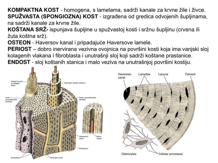 PPT - HRSKAVIČNO TKIVO PowerPoint Presentation - ID:4762165