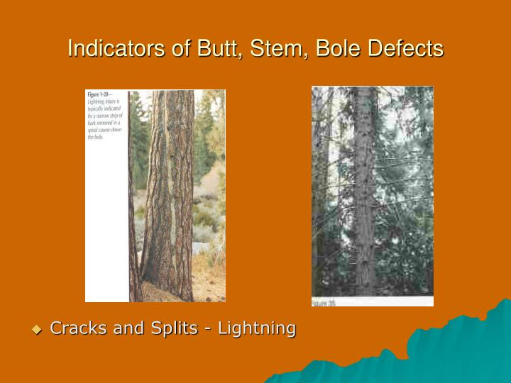 PPT - Hazard Tree Safety PowerPoint Presentation - ID:4763245