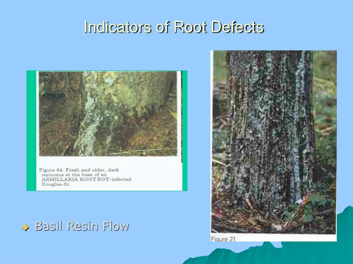 PPT - Hazard Tree Safety PowerPoint Presentation - ID:4763245