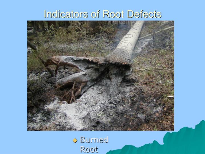 PPT - Hazard Tree Safety PowerPoint Presentation - ID:4763245
