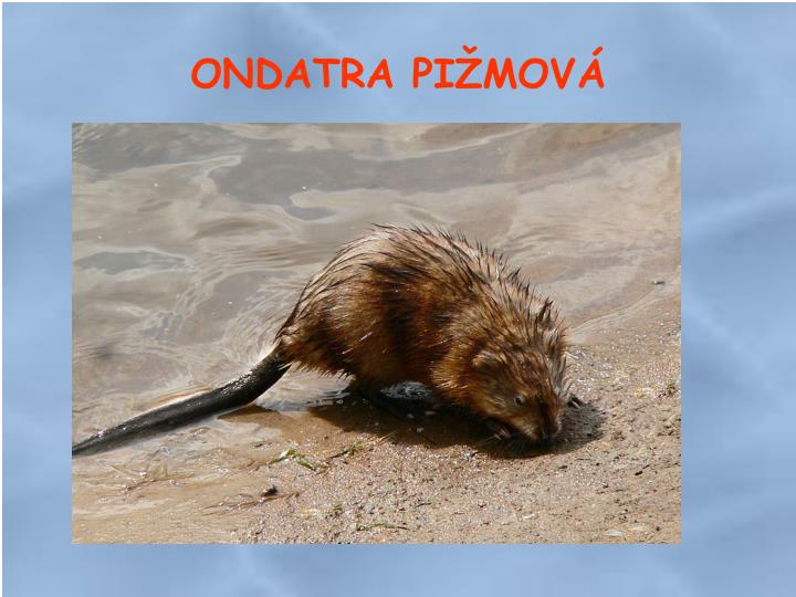 PPT - VODNÉ CICAVCE PowerPoint Presentation - ID:4764026