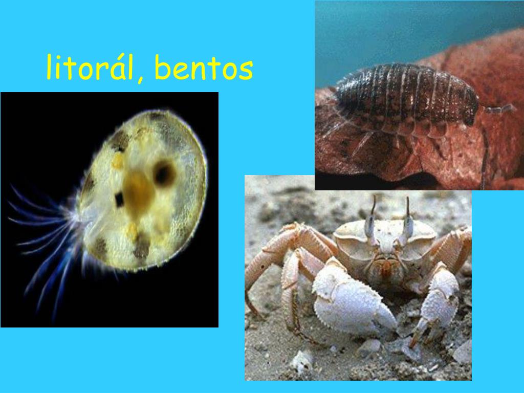 PPT - EKOLÓGIA VODNÝCH KÔROVCOV (Branchiata) PowerPoint Presentation ...