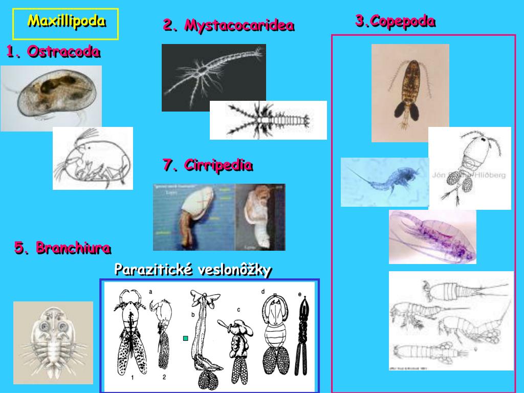 PPT - EKOLÓGIA VODNÝCH KÔROVCOV (Branchiata) PowerPoint Presentation ...