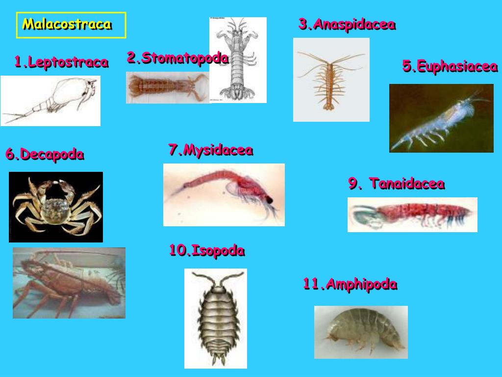 PPT - EKOLÓGIA VODNÝCH KÔROVCOV (Branchiata) PowerPoint Presentation ...