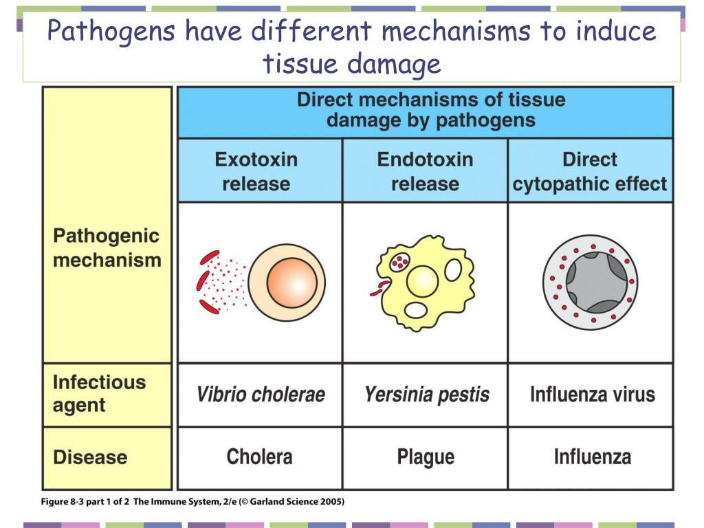 PPT - The body’s defense against infection PowerPoint Presentation ... PPT - The body’s defense against infection PowerPoint Presentation ...