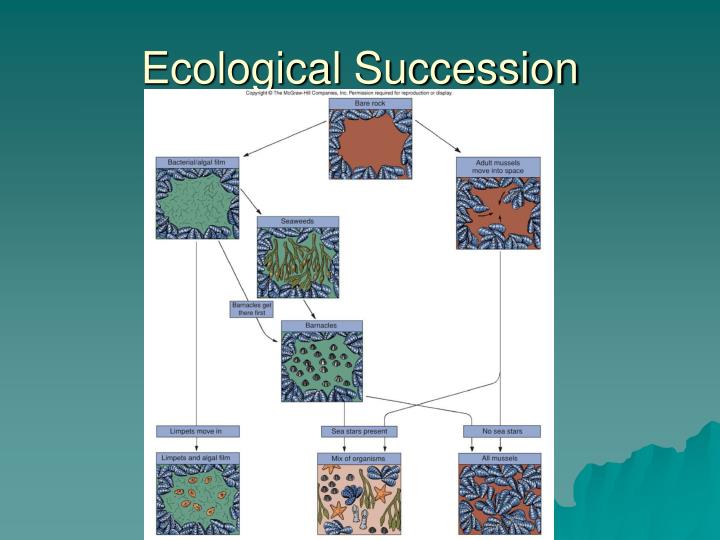 PPT - Rocky Intertidal Zone PowerPoint Presentation - ID:4765816