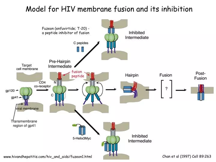 PPT - Model for HIV membrane fusion and its inhibition PowerPoint ...