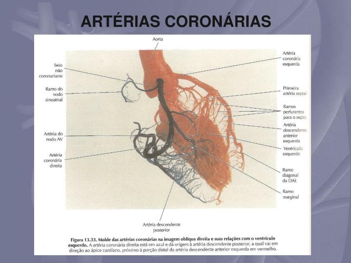 PPT - ANATOMIA ANGIOGRÁFICA CORONARIANA E CARDÍACA PowerPoint ...