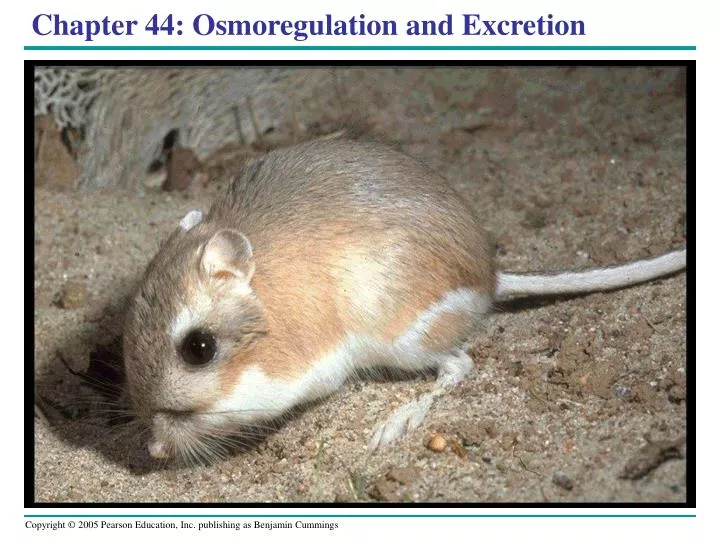 PPT - Chapter 44: Osmoregulation and Excretion PowerPoint Presentation ...