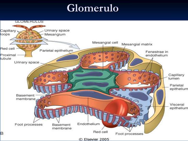 PPT - INSUFICIENCIA RENAL PowerPoint Presentation - ID:4769327