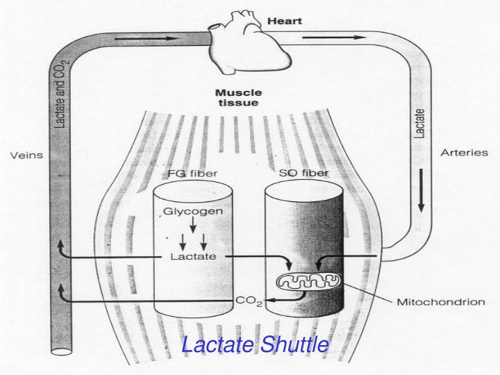 PPT - Blood Lactate Accumulation and Removal PowerPoint Presentation ...