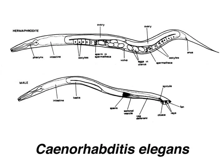 PPT - Advantages of C. elegans : 1. rapid life cycle 2. hermaphrodite 3 ...