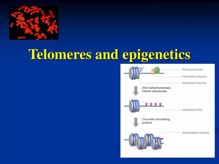 PPT - Telomeres and epigenetics PowerPoint Presentation, free download ...