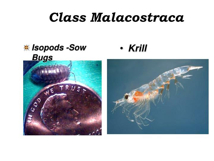 PPT - Phylum Arthopoda PowerPoint Presentation - ID:4770449