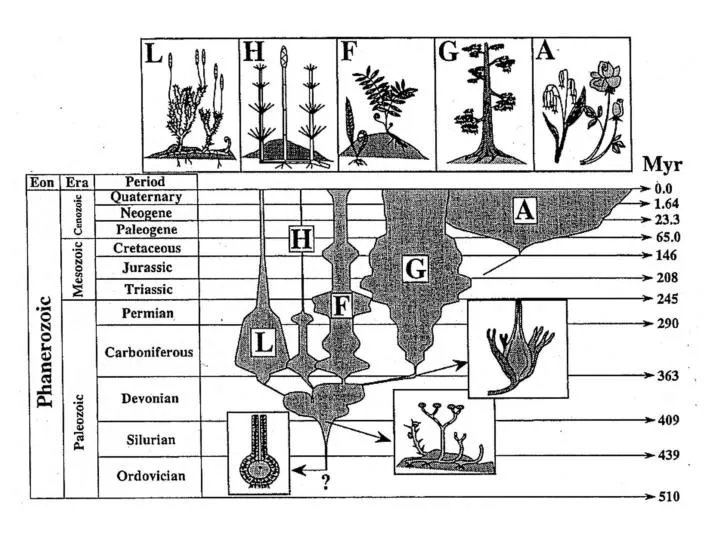 PPT - Darwin called the evolution of the Angiosperms a “ Perplexing ...