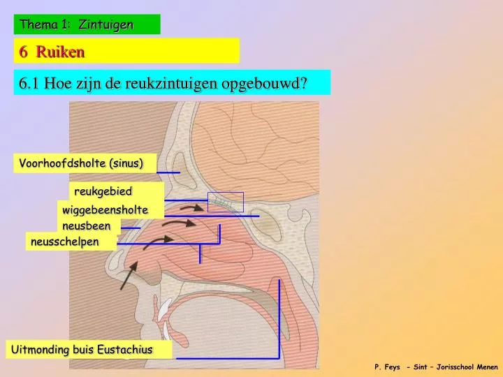 PPT - Thema 1: Zintuigen PowerPoint Presentation, free download - ID ...