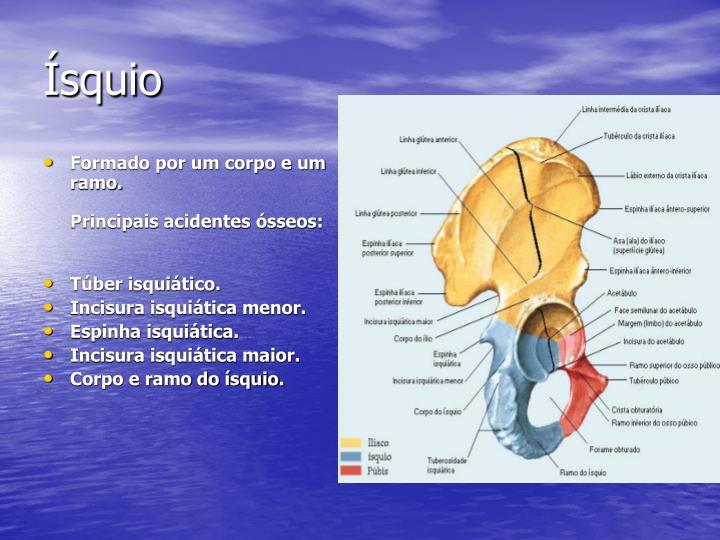 PPT - ANATOMIA DO QUADRIL PowerPoint Presentation - ID:4775558