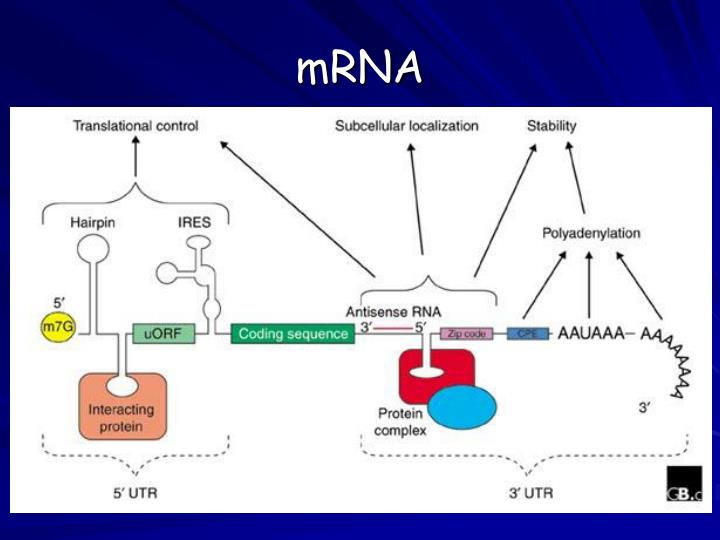 PPT - miRNA & siRNA PowerPoint Presentation - ID:4776248