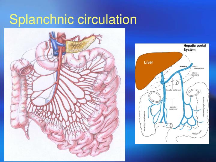 PPT - Gastrointestinal Physiology PowerPoint Presentation - ID:4778360
