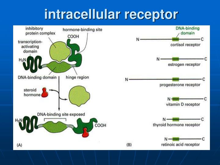 PPT - Multicellular Organisms have BIG Communication Problems ...