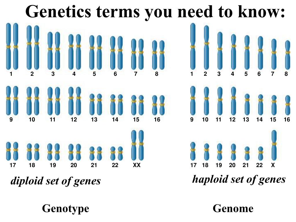 PPT - Theme: Organism’s level of organization of genetic information ...
