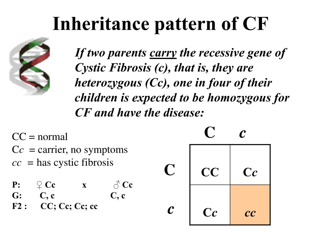 PPT - Theme: Organism’s level of organization of genetic information ...